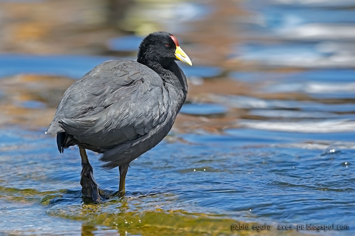 mis fotos de aves: Fulica ardesiaca Gallareta Andina Andean Coot