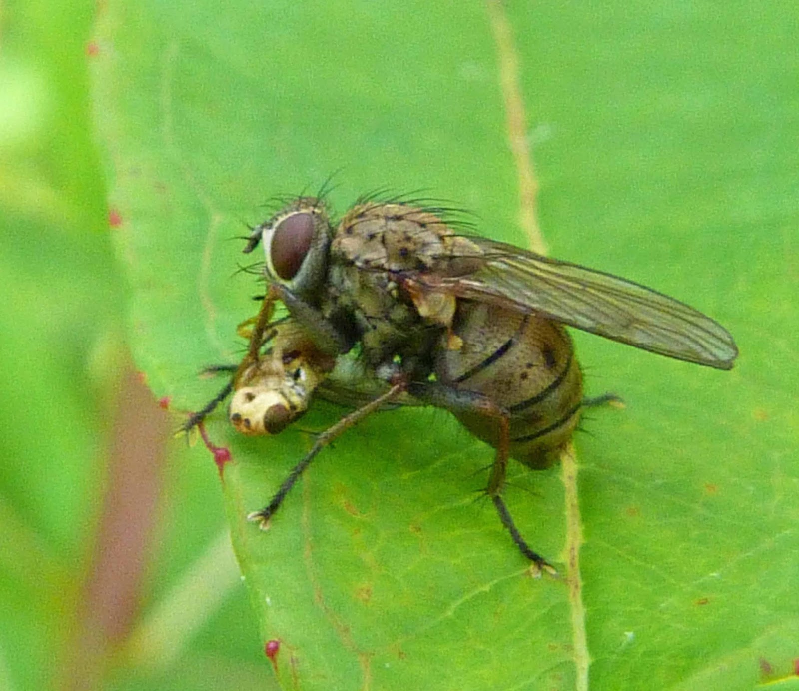 Insects of Scotland: Other Flies/Picture-wing Flies