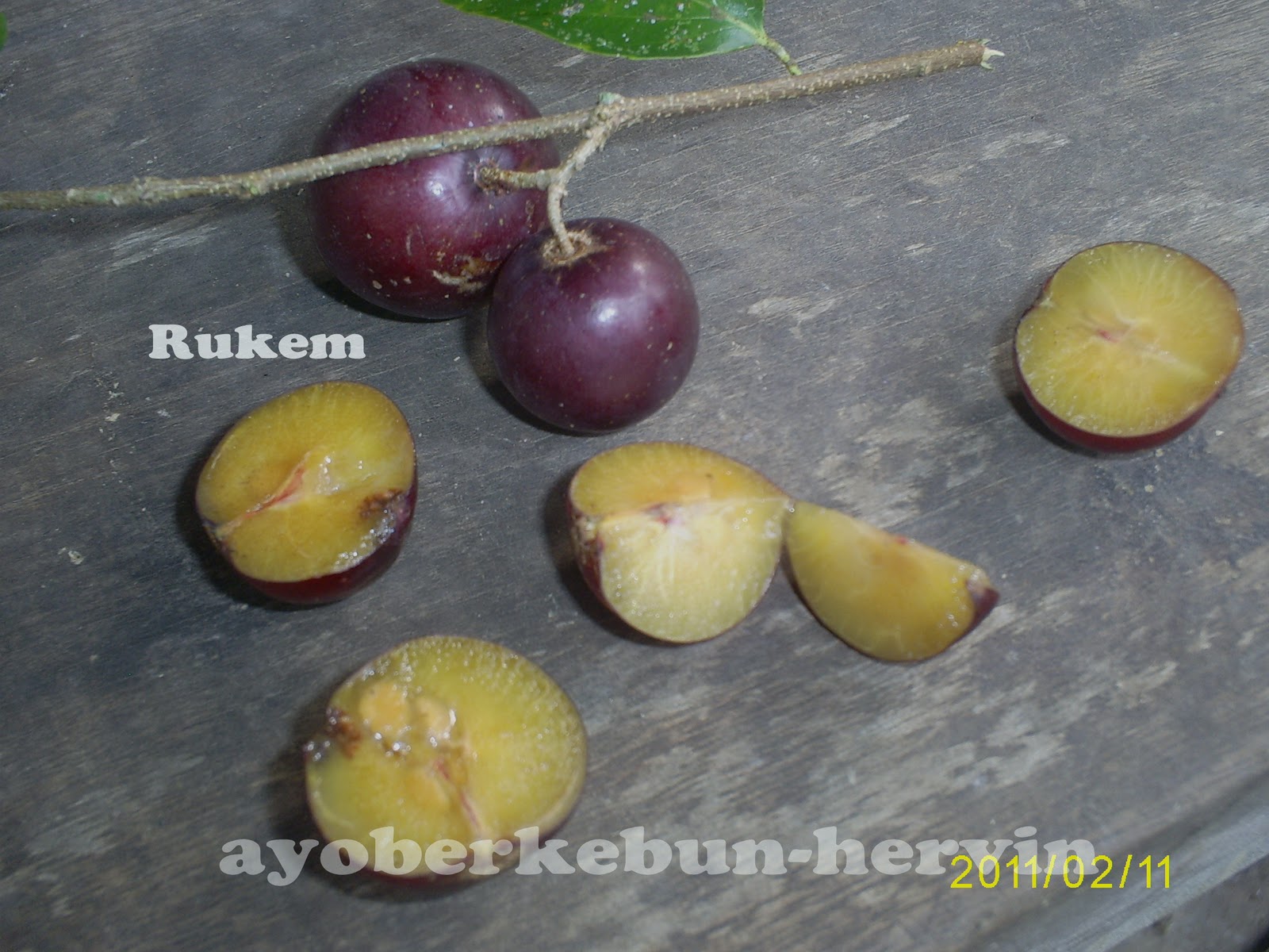 Ayo berkebun: Rukem vs Plum Dataran Rendah...