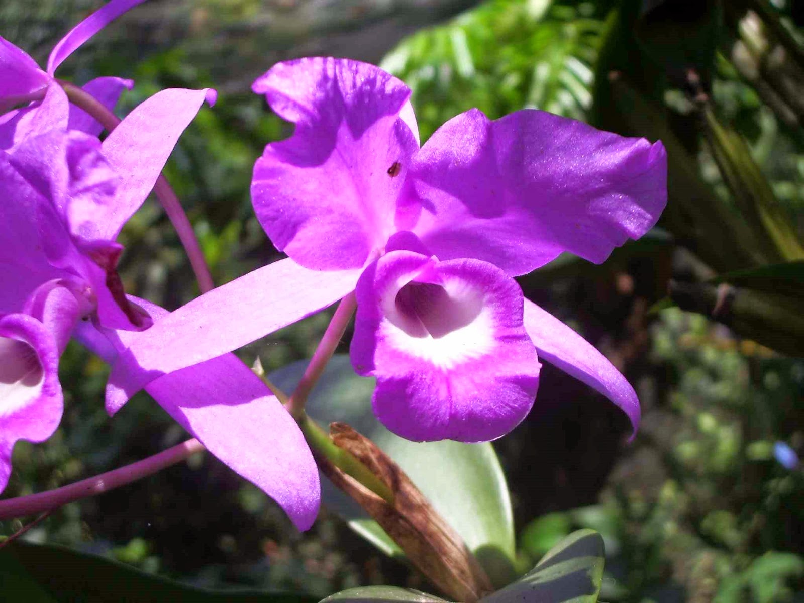 COSAS MIAS...: LAS FLORES NACIONALES DE LOS PAÍSES LATINOAMERICANOS.