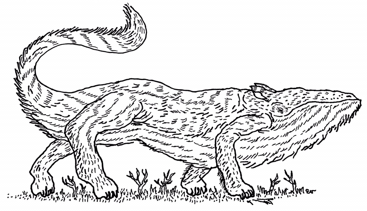 What they say about the Wolf Whale