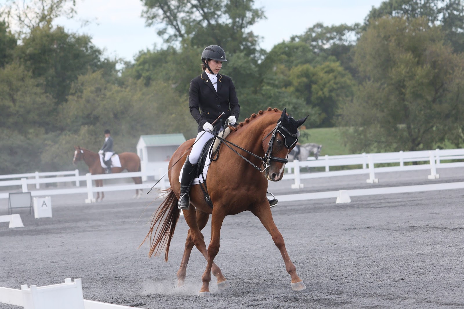 Understanding and Adjusting the Dressage Frame