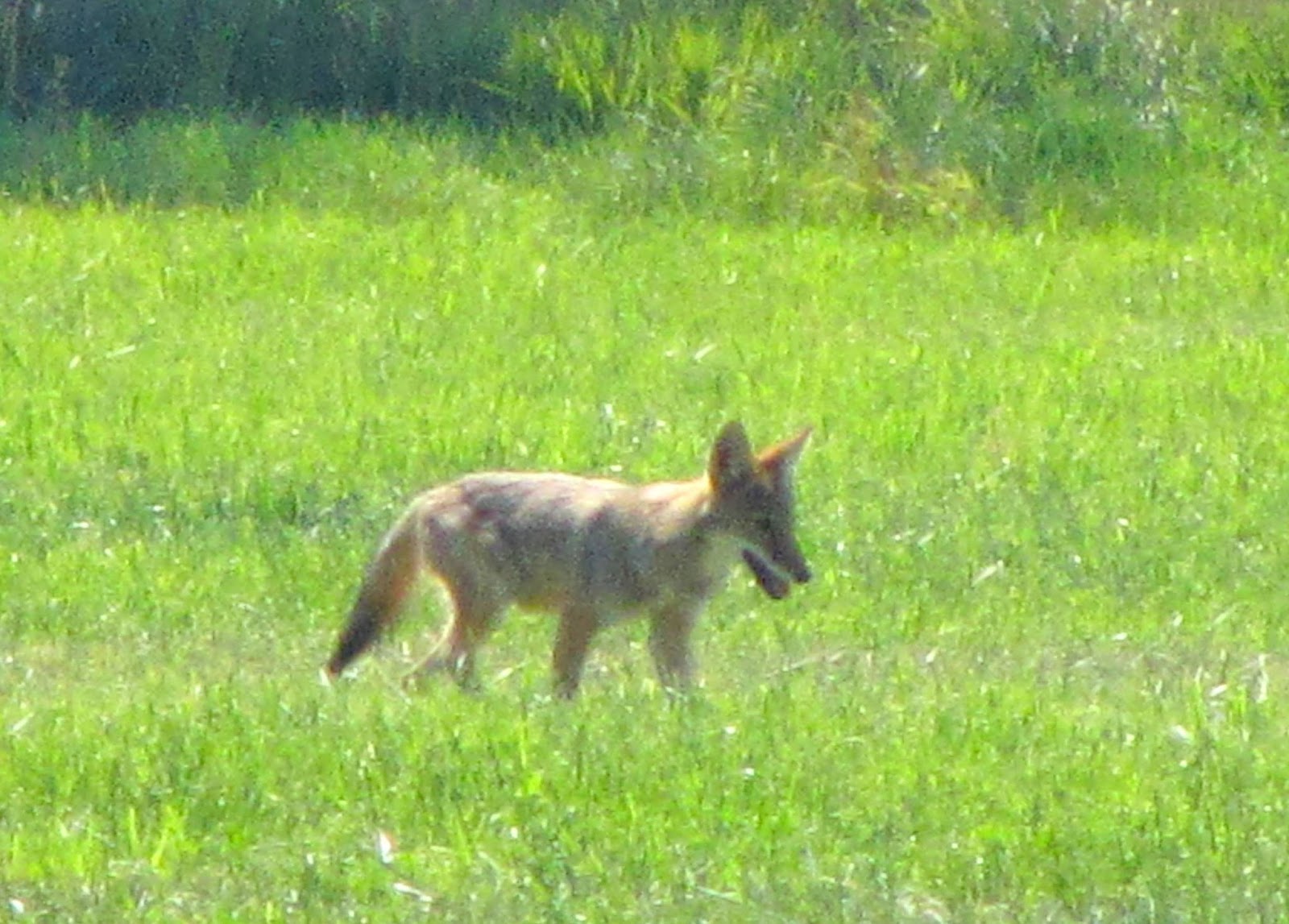 Keeping Focused: Mouse Pouncing Coyote