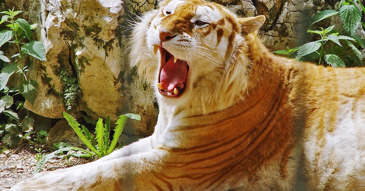 Liger | The Life of Animals