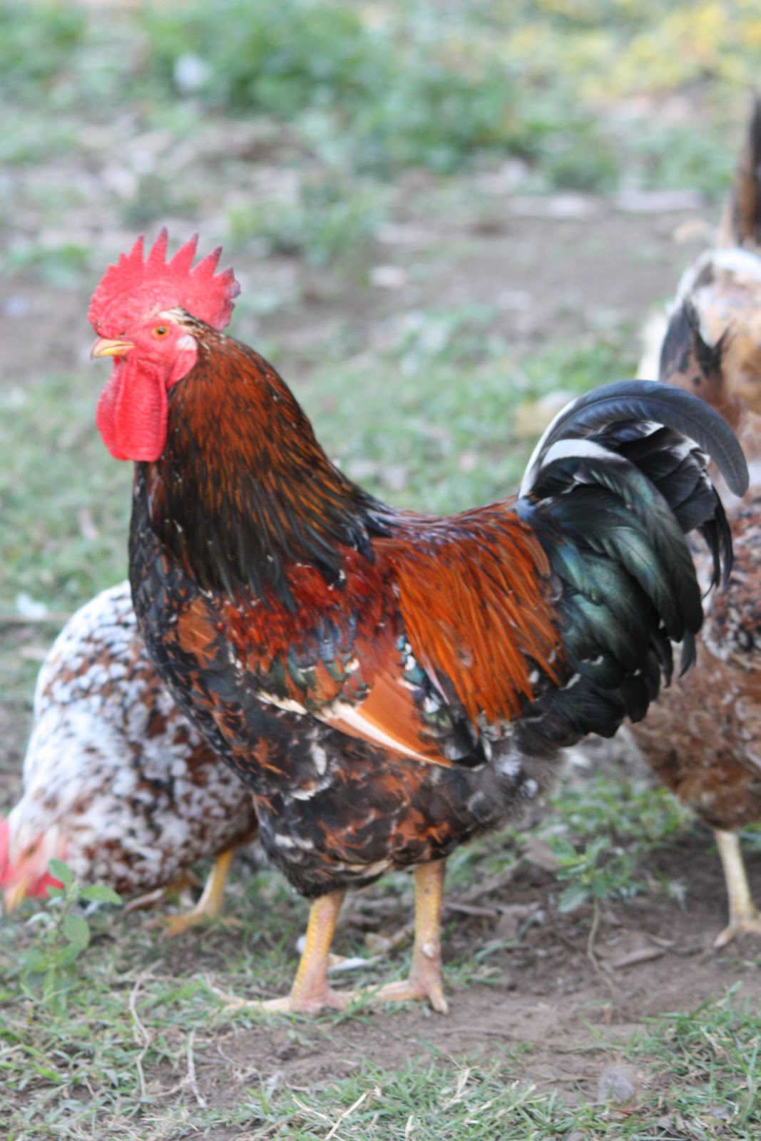 Birding with Trish: The chicken run, Boschveld chickens