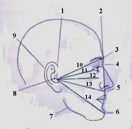Sahabat Afterego: Topologi radiografi kepala