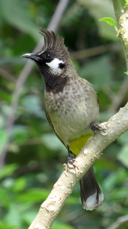Birdernaturalist: A Weekend in Pokhara, Nepal