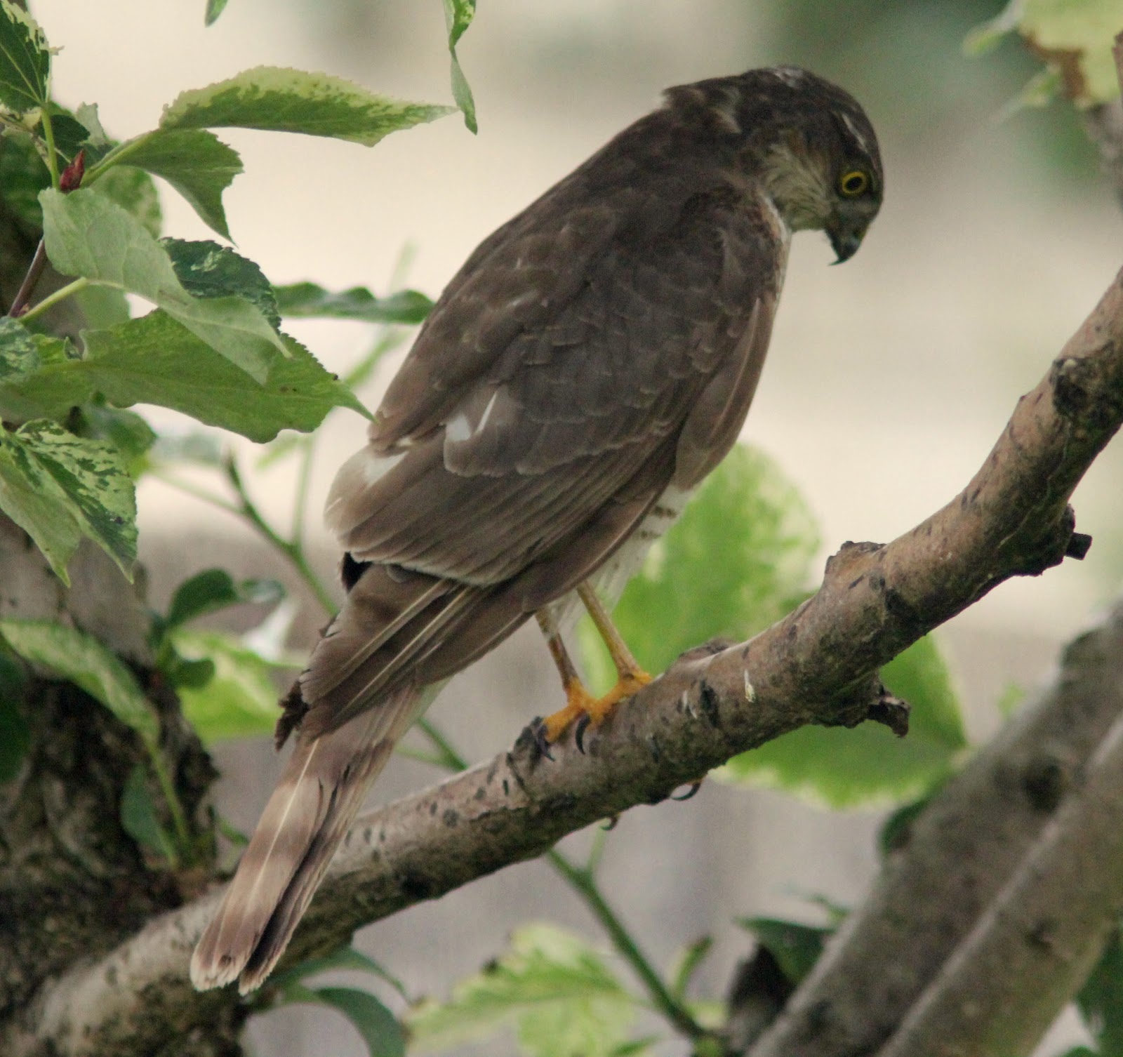 limerick-birder.blog: Sparrow Hawk