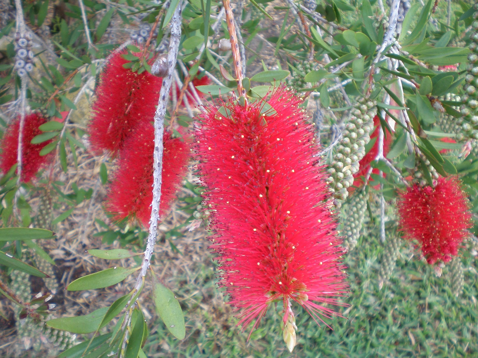 A la salud por las flores: BOTTLEBRUSH-Callistemon Linearis