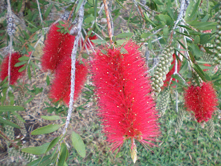 A la salud por las flores: BOTTLEBRUSH-Callistemon Linearis