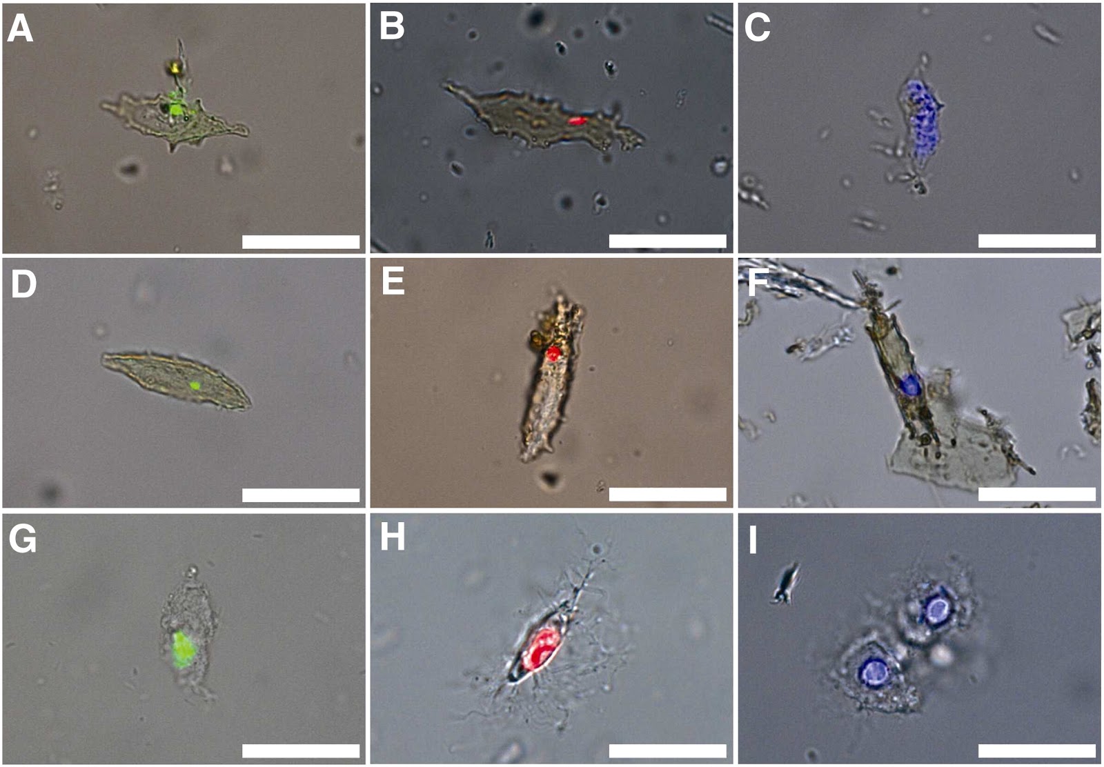 True Paradigm: DNA in dinosaur bones