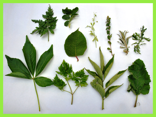 Dreamstuff: bladstructuur / leafstructure