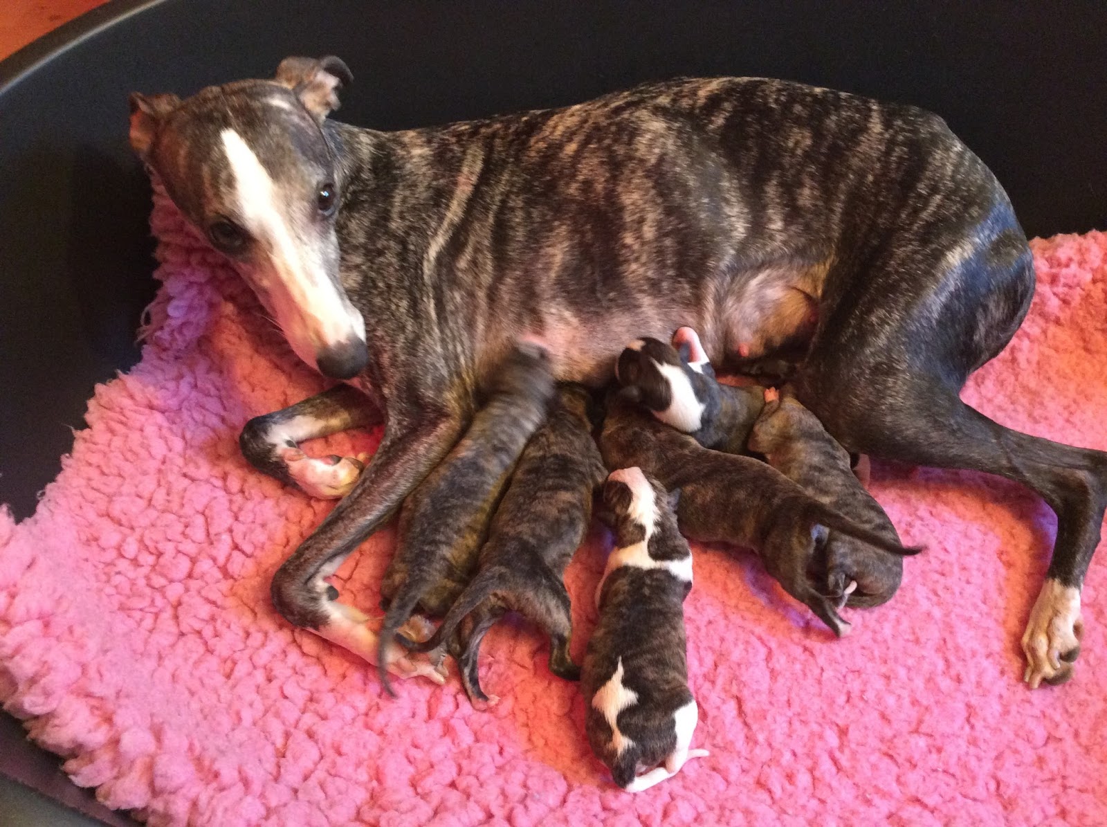 Whippets High on Emotion