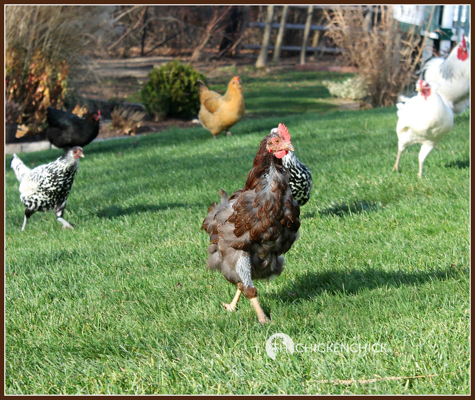 Chicken Picking Causes Together With Solutions
