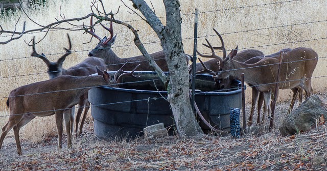 Dipper Ranch: Last Call for Rattlesnakes 2015
