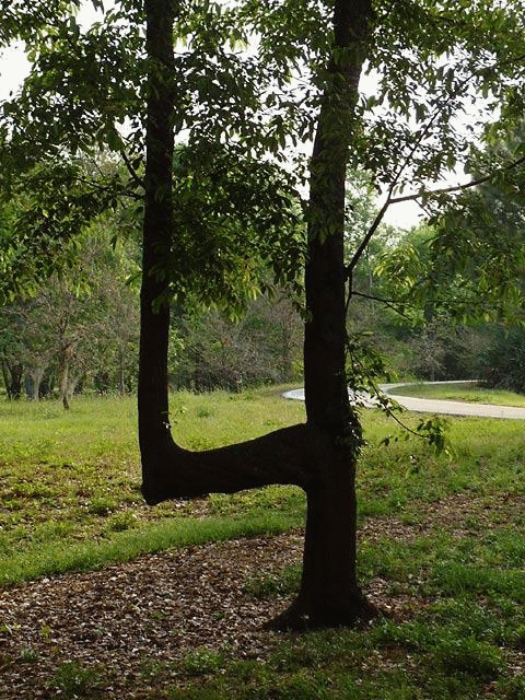 I Think; Therefore, I Yam: Boughing to the Wonder of Trees