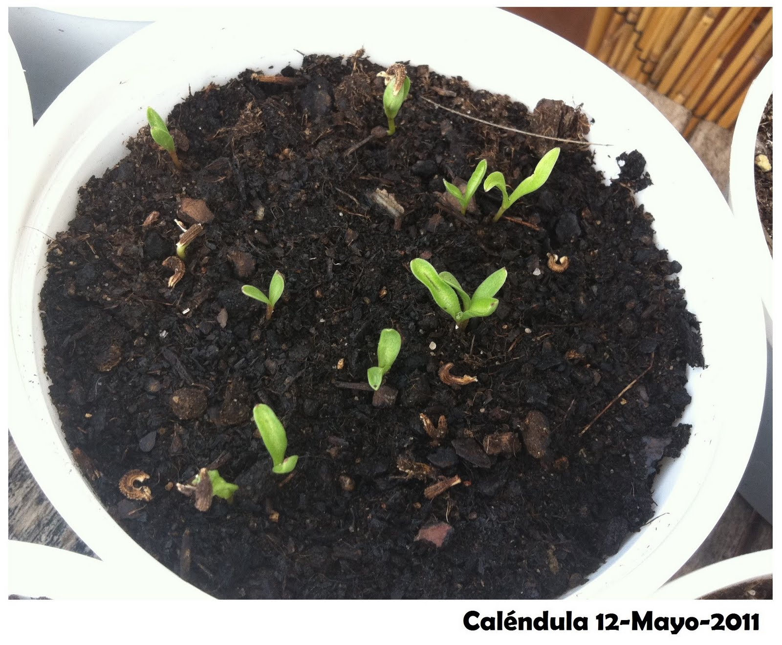 El Huerto de Macetilla: Novedades del Maceto!