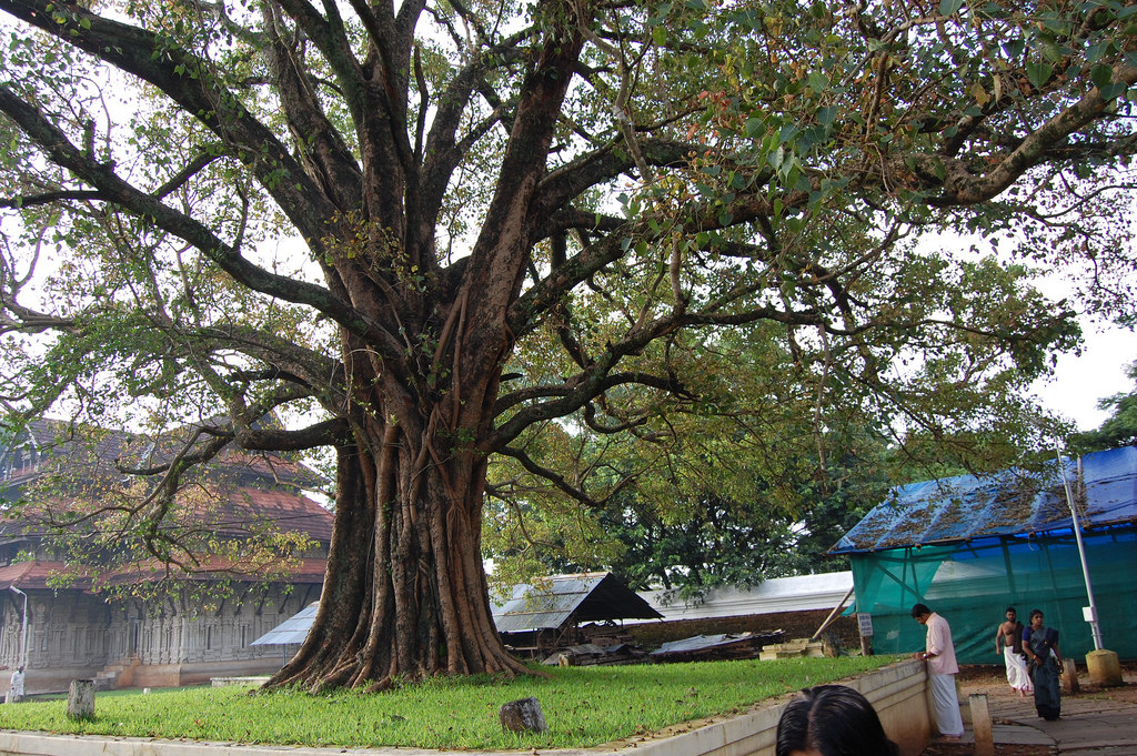 காணாமல் போன கனவுகள்: சிவன் குடியிருக்கும் வில்வ மரம் - ஆன்மிகம்