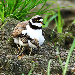 little ringed plover mama and her babies. | Unseen Pictures 4 You