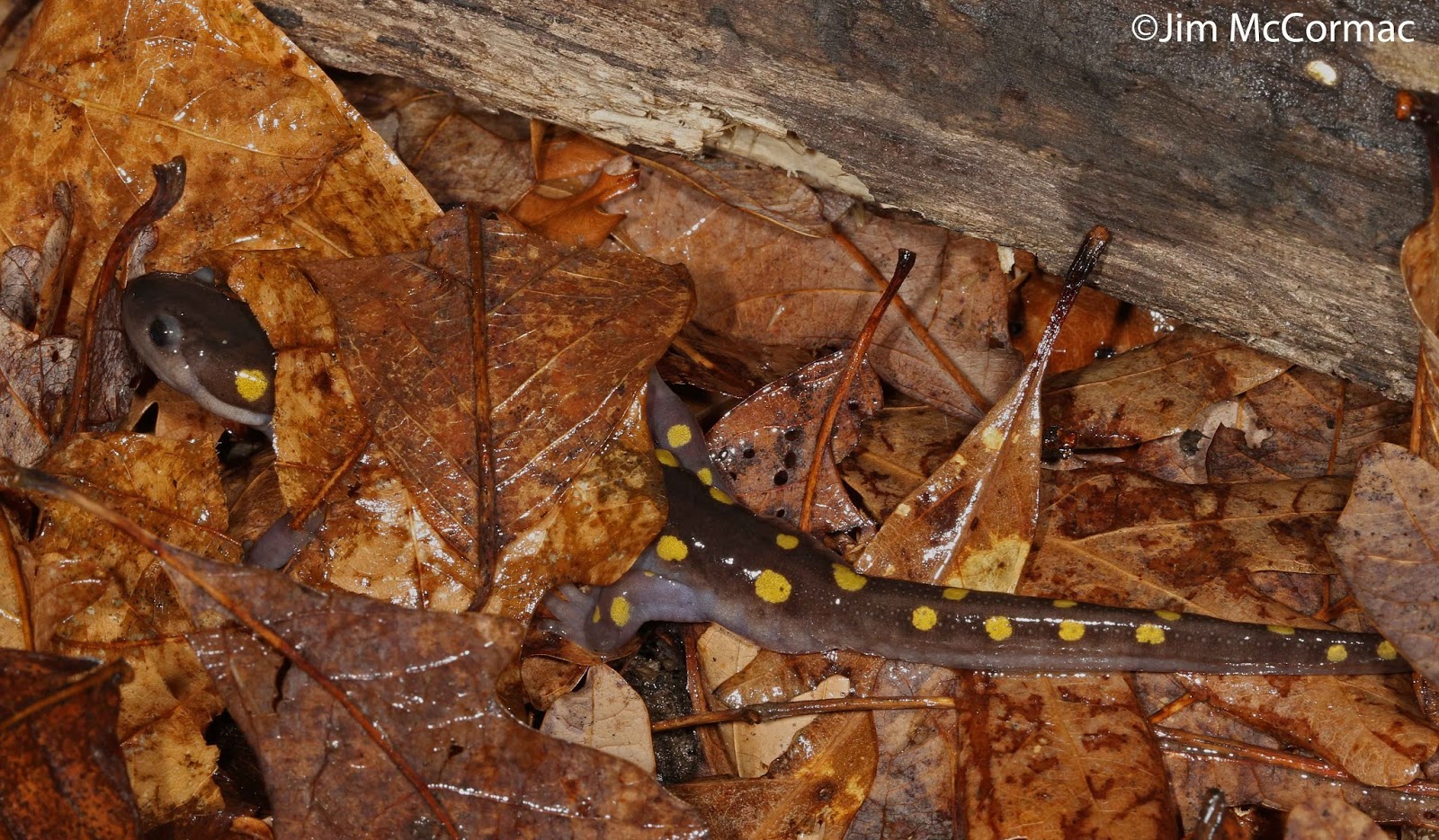 Ohio Birds and Biodiversity: Salamander (mega) migration!