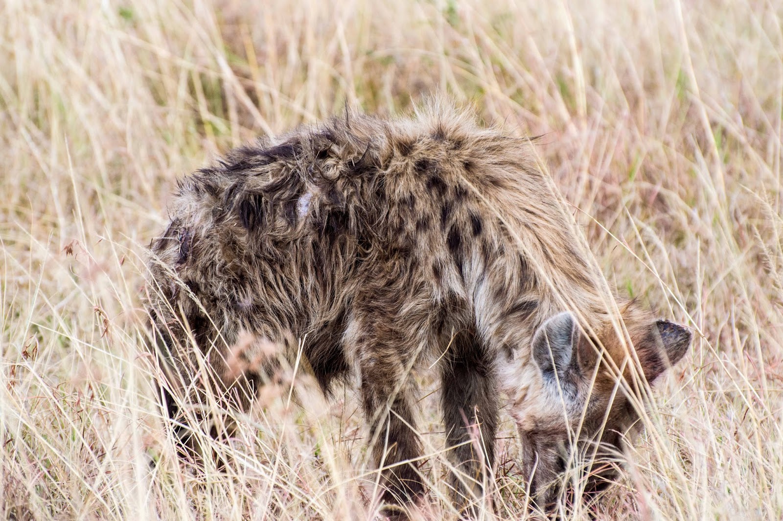 Notes From Kenya: MSU Hyena Research: Life and Death in the Happy Zebra ...