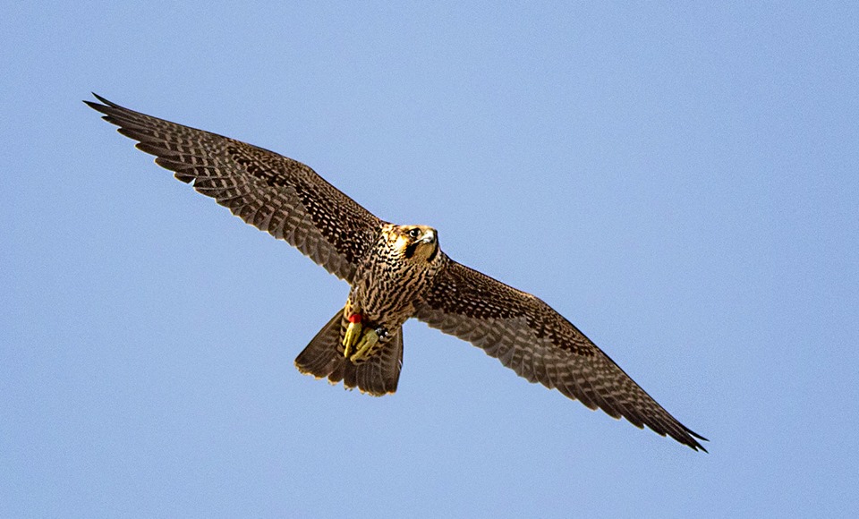 Rob and the Animals: Sad News of One of Our Falcons