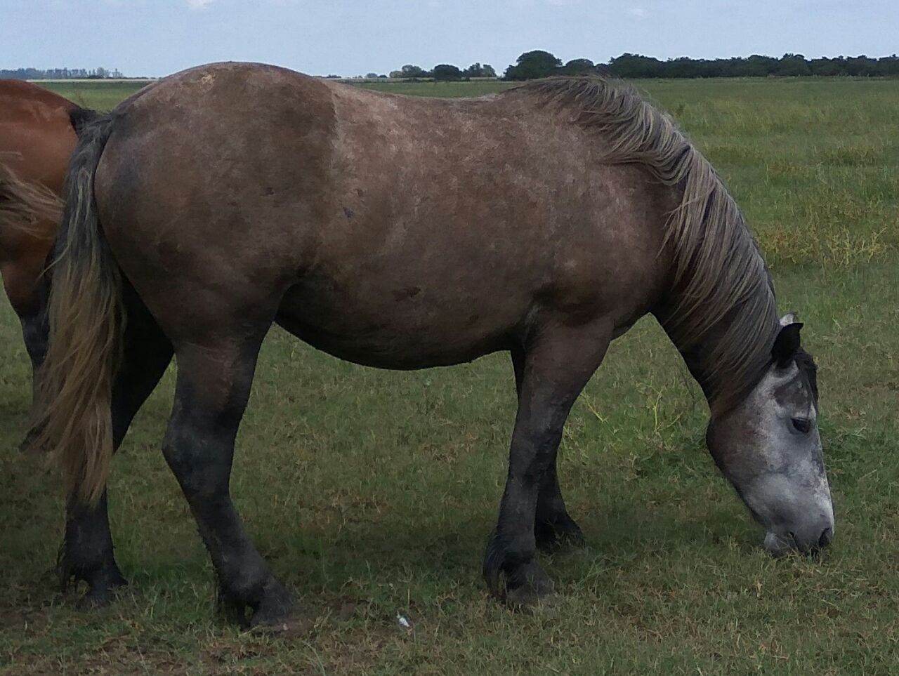 CABALLOS PERCHERONES CABAÑA LA TURCA: PERCHERONAS PREÑADAS