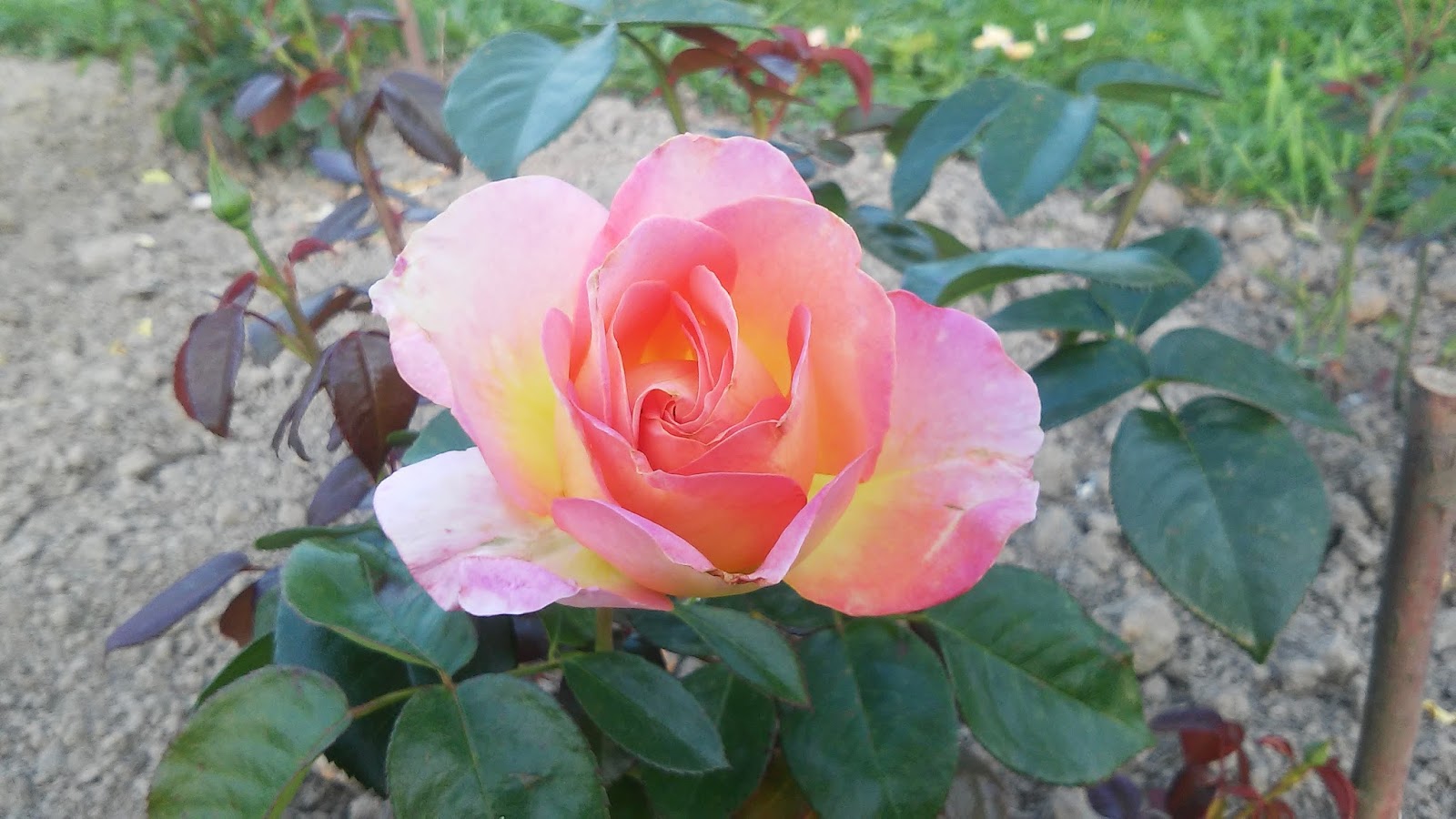 Ranczo Elma: Róża (Rose) Doris Tysterman