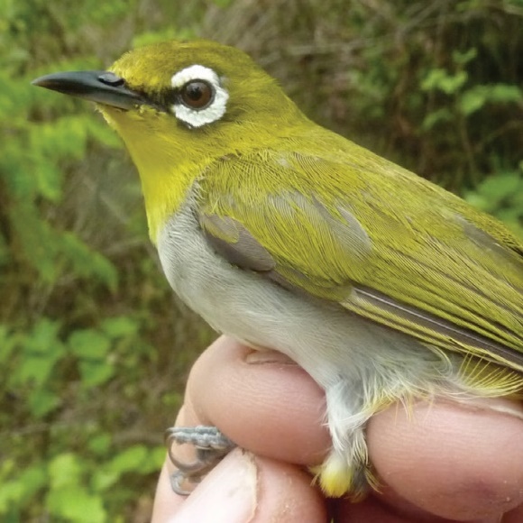 Species New to Science: [Ornithology • 2017] Zosterops White-eyes in ...