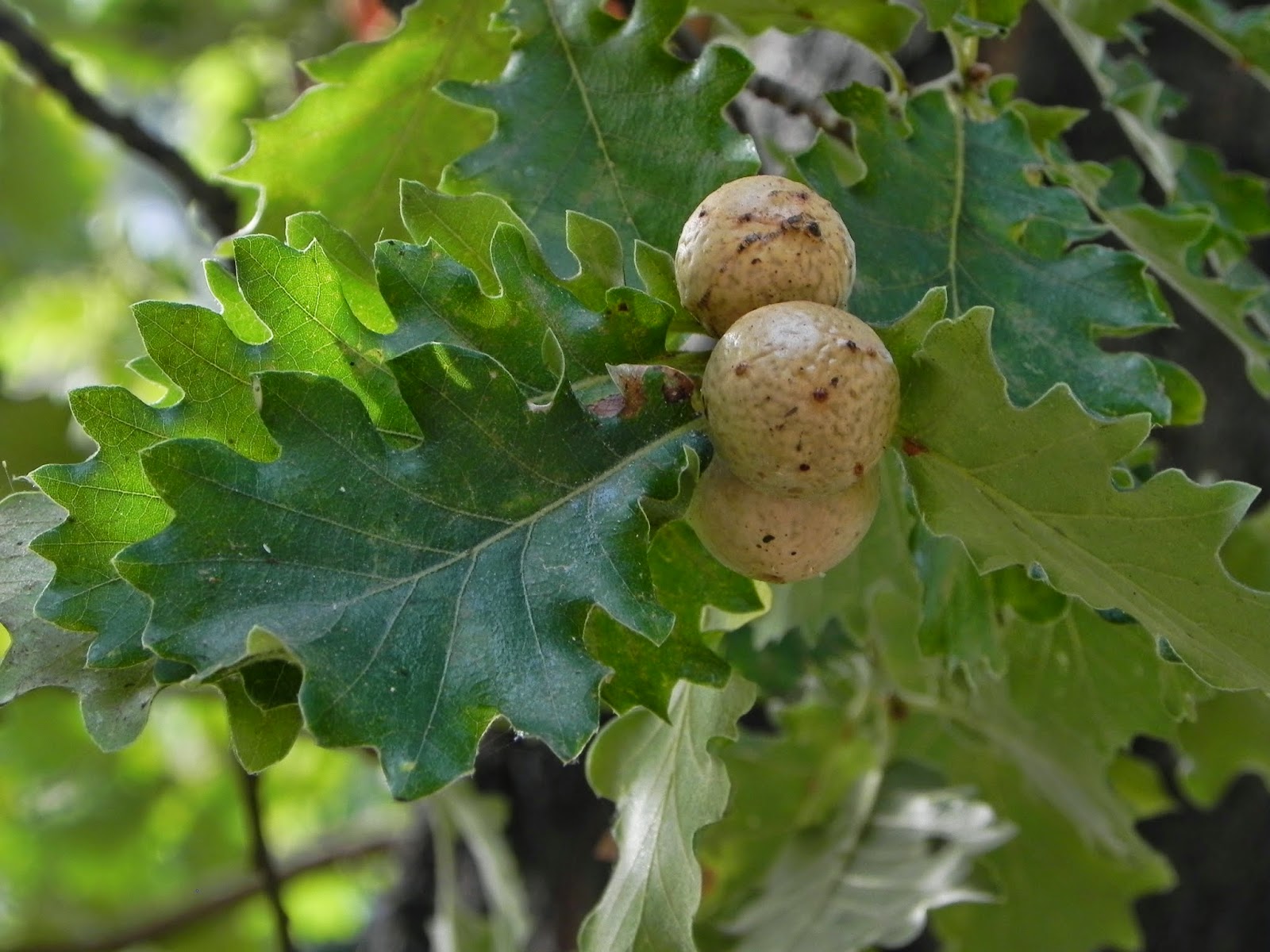 Á R B O L E S (T R E E S) y P A L M E R A S (P A L M S): Quercus ...