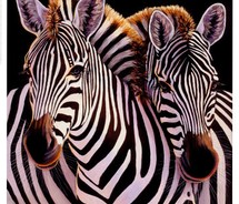Cute zebra pictures | Animal Funny Pictures