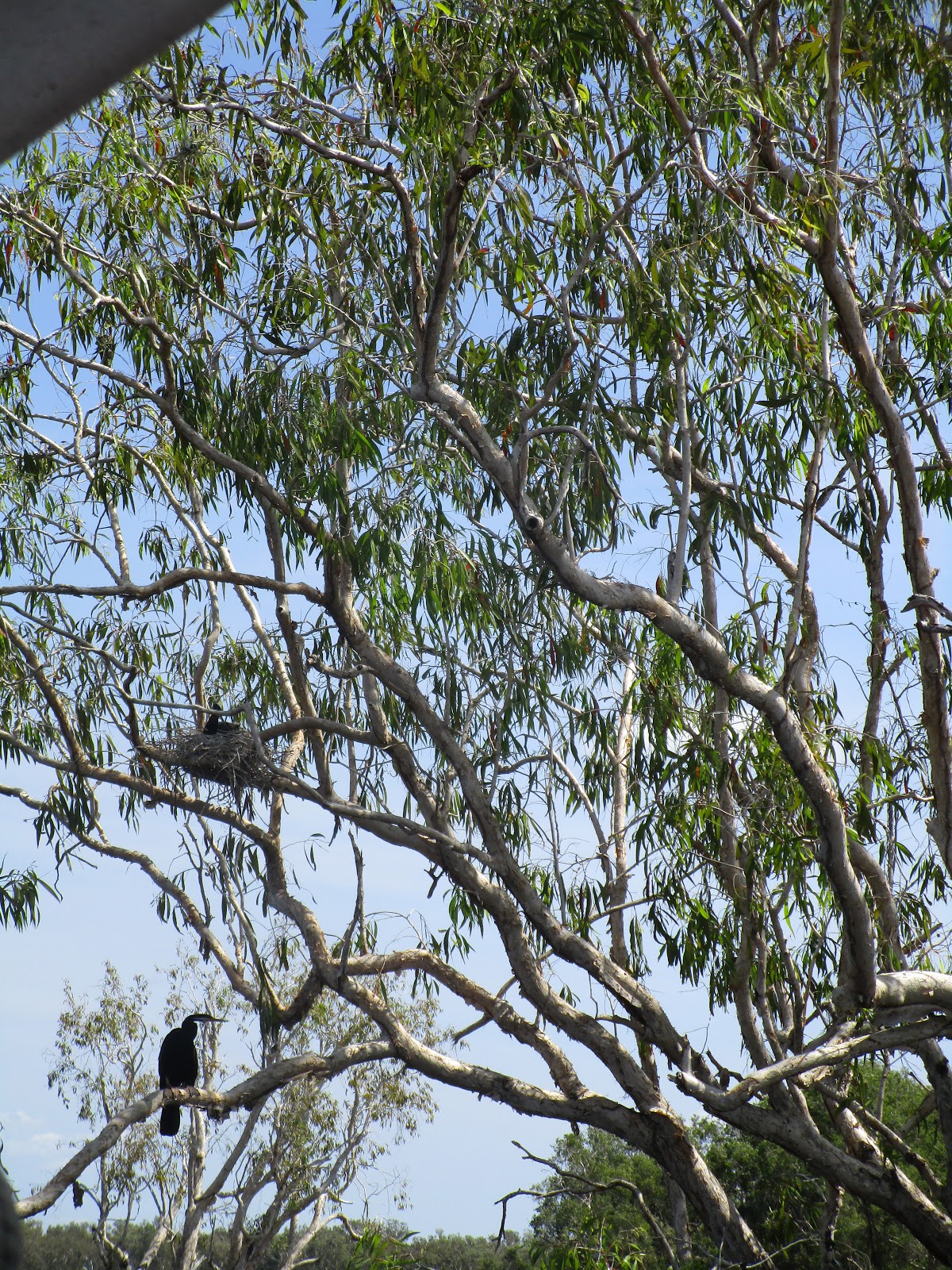 Wetlands, Kakadu National Park, NT