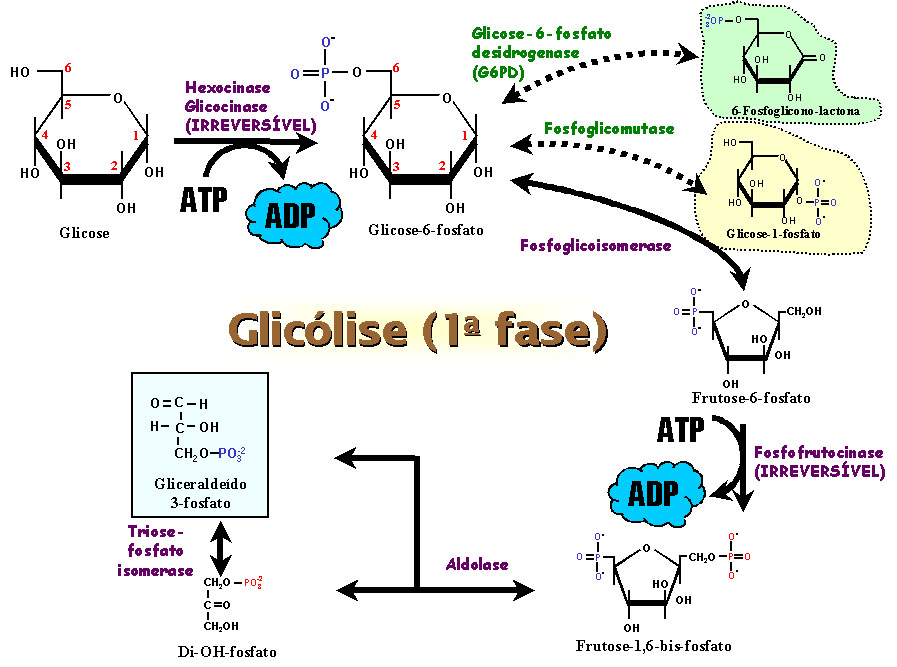 Fase Preparatória Da Glicólise - RETOEDU