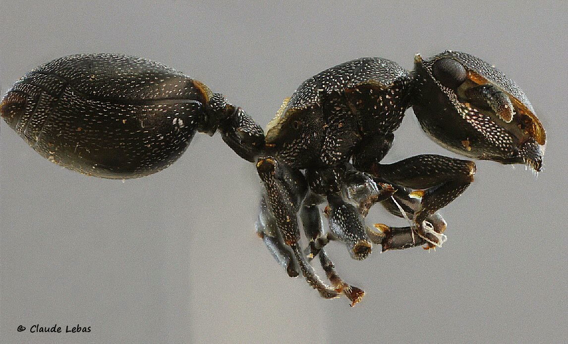 fourmis du Honduras: Cephalotes multispinosus