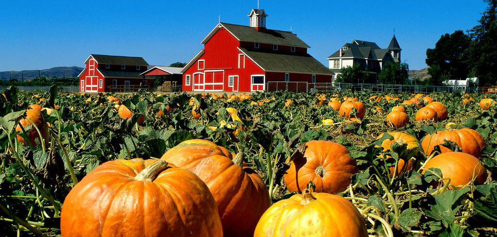 baul de ilusiones: Proyecto: Todo sobre las calabazas