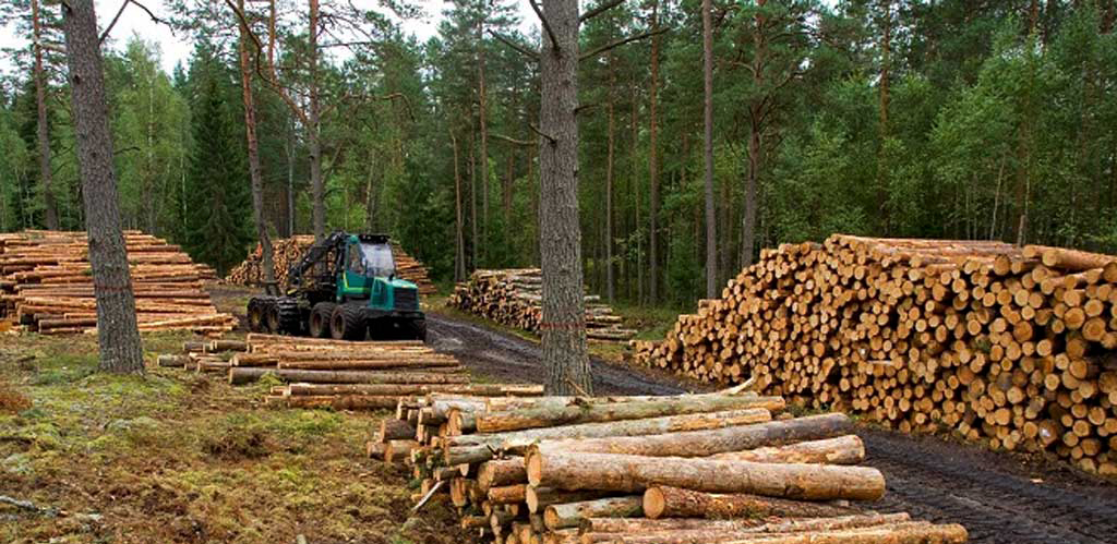 Permite plataforma digital estimar aprovechamiento forestal ~ Mira tu ...