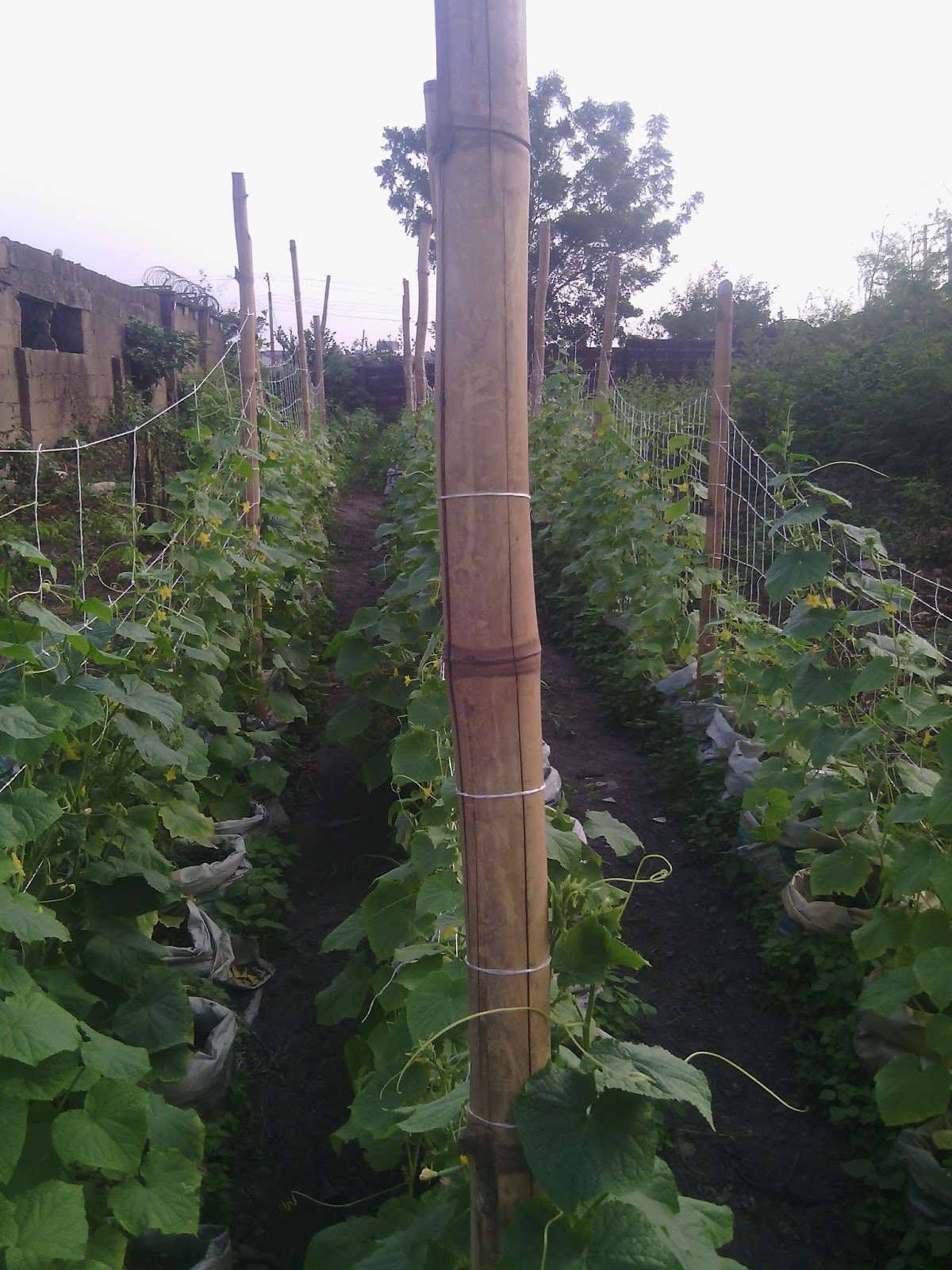 My Cucumber Vertical Sack Farm