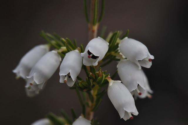 Desde Alájar: Brezo blanco