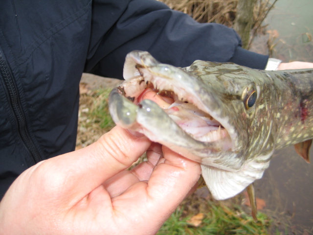 PaperFish - Fish Biology in progress..: Il boga grip tra necessita' e ...