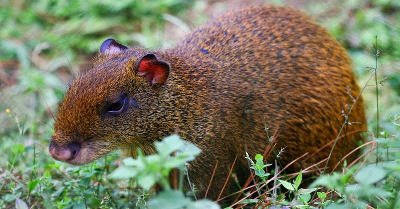La Guatusa, un enorme roedor por el bosque seco
