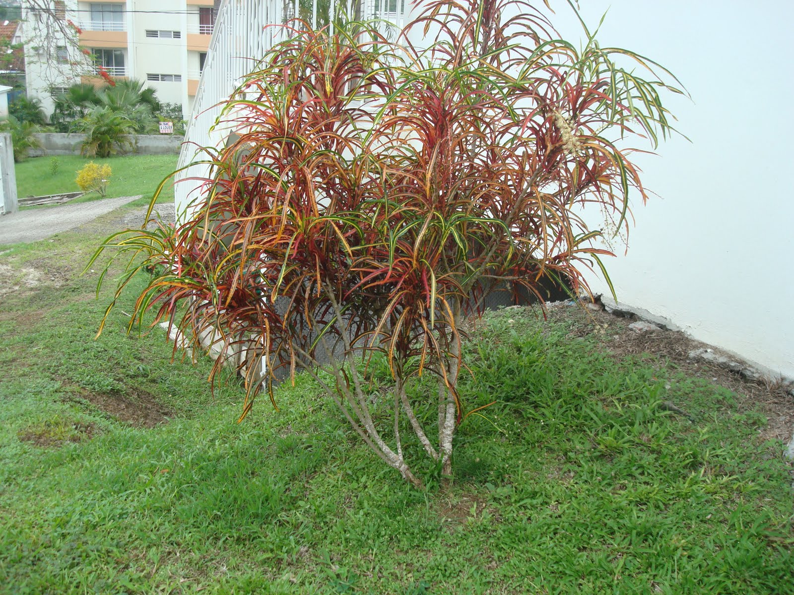 martinique-en-image-et-en-vid-o-le-qui-vivra-verra