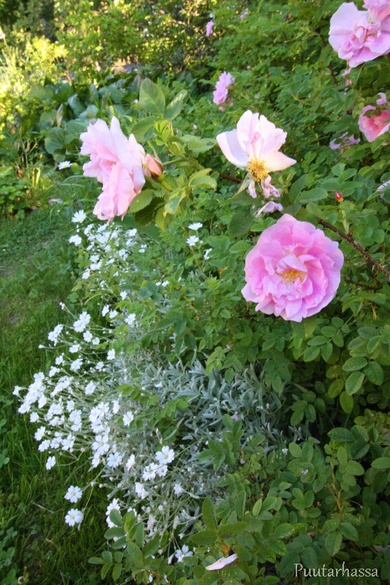 Puutarhassa: Ruusuja ruusuja!