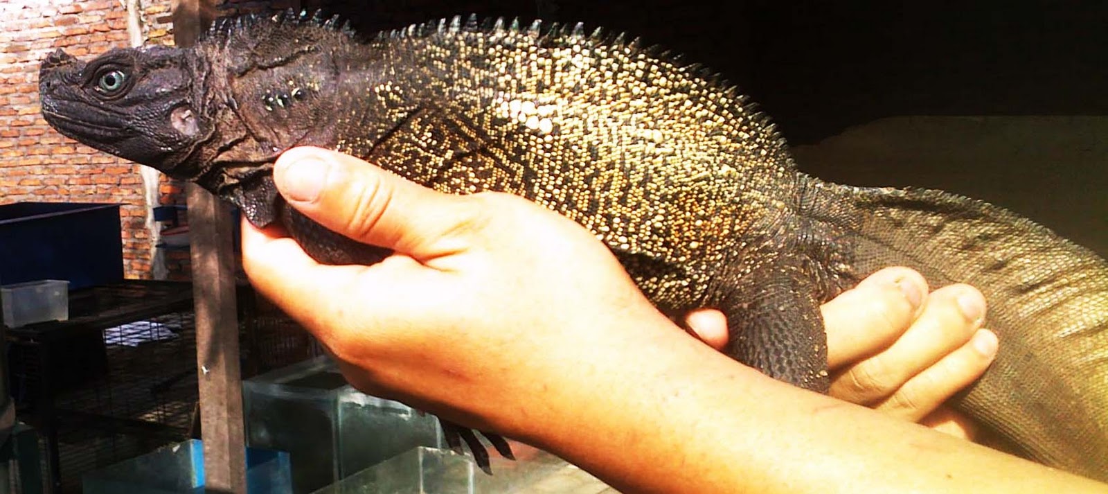 POPURI REPTILES: POPURI REPTILES : SOA LAYAR JANTAN