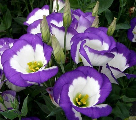 Wikipedia Tanaman: Tanaman Hias Bunga Lisianthus yang Mirip Mawar, Yuk ...