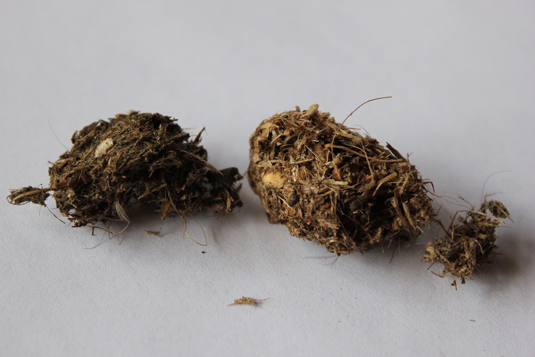 Brisbane Backyard Naturalist: Regurgitated Pellets