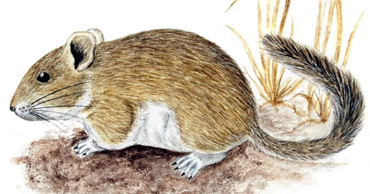 MAIMO AND ZOOLOGY: THE BUSHY-TAILED WOODRAT