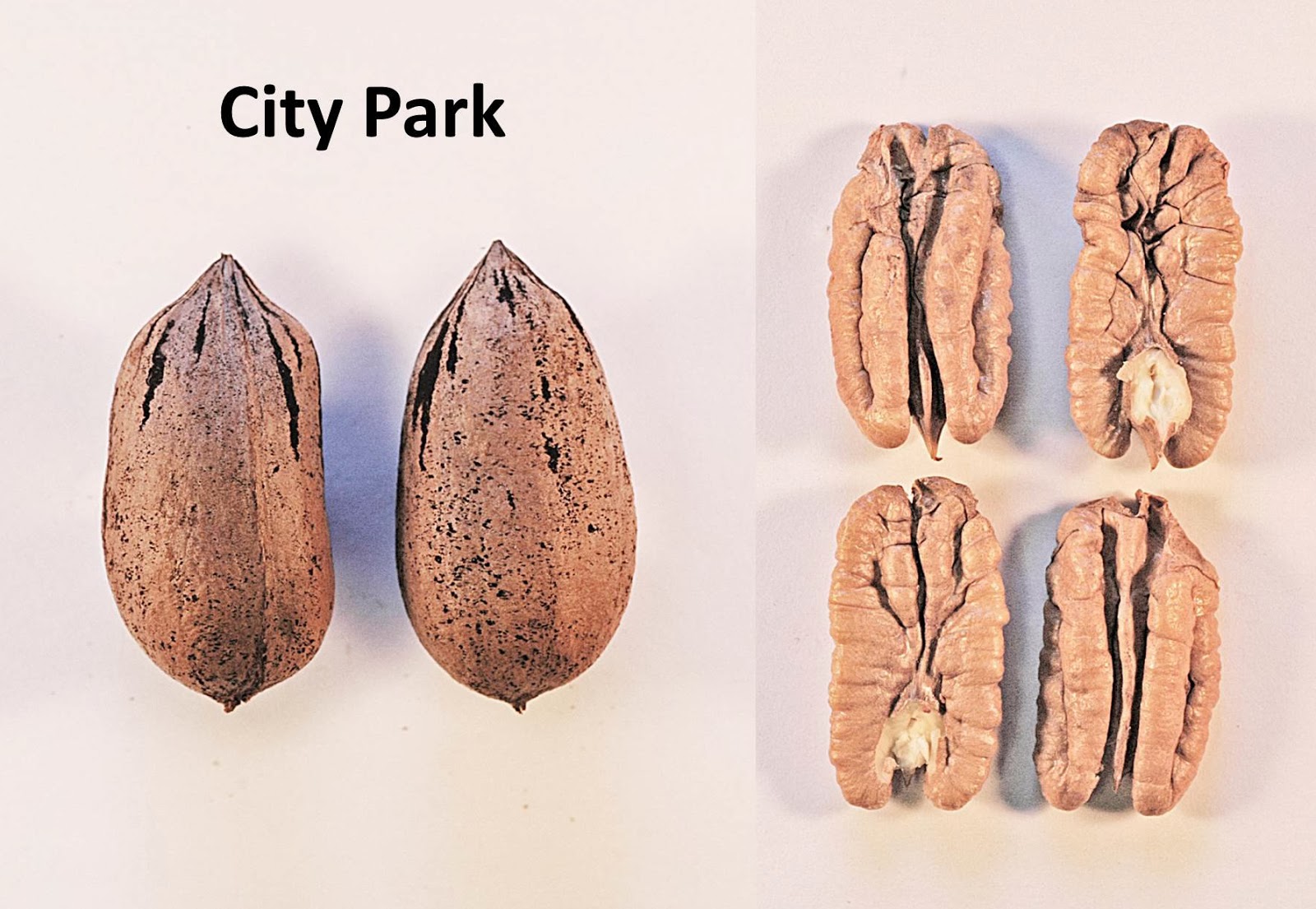 Northern Pecans: Evaluating new pecan cultivars: A look inside the shell
