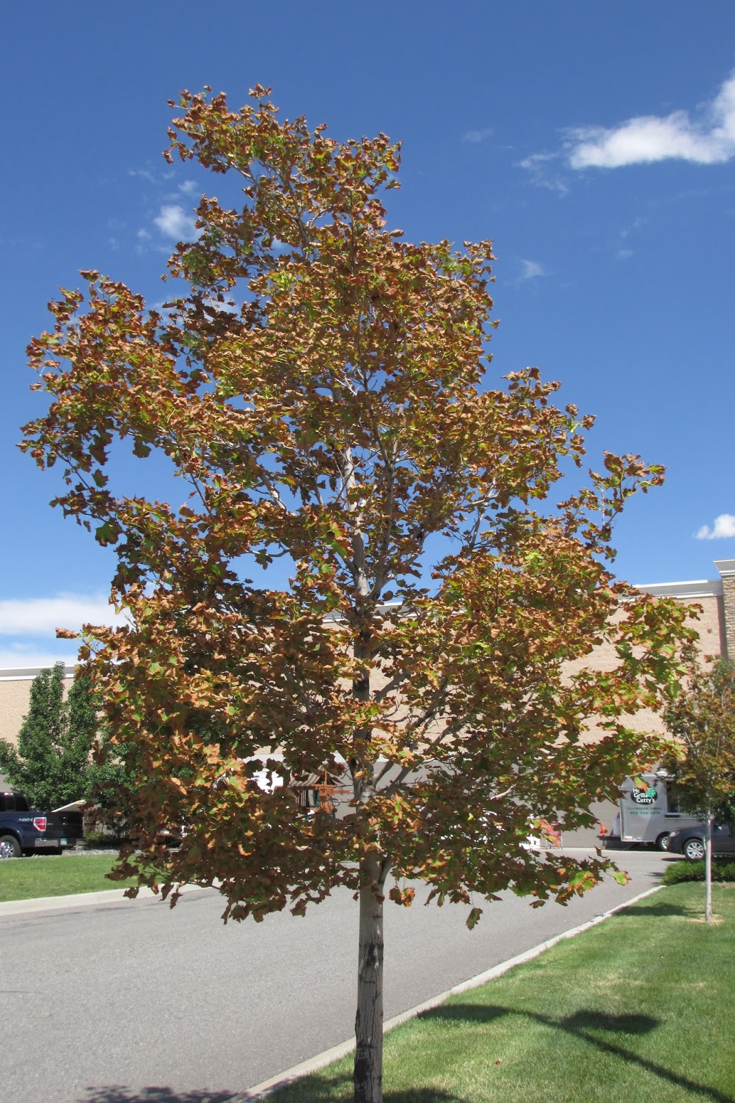 Tagawa Gardens: Do your trees have leaf scorch?