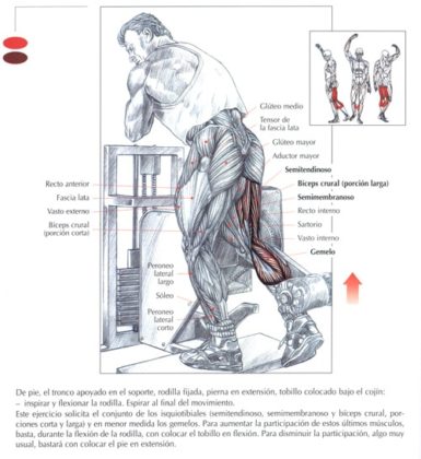 Top mejores ejercicios para glúteos y femorales