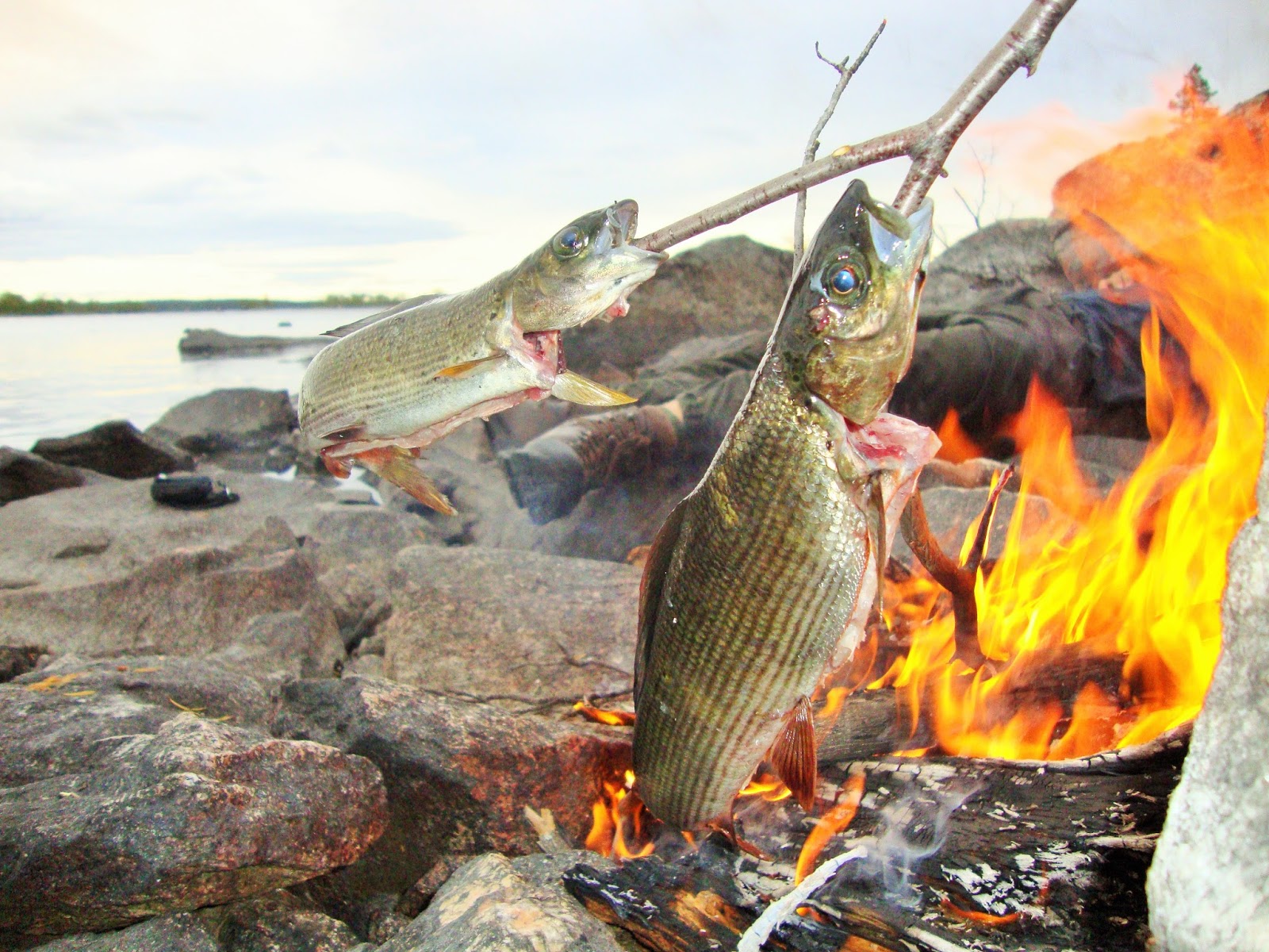 Villiruokablogi: Harjus - muistoja ja herkkuruokaa
